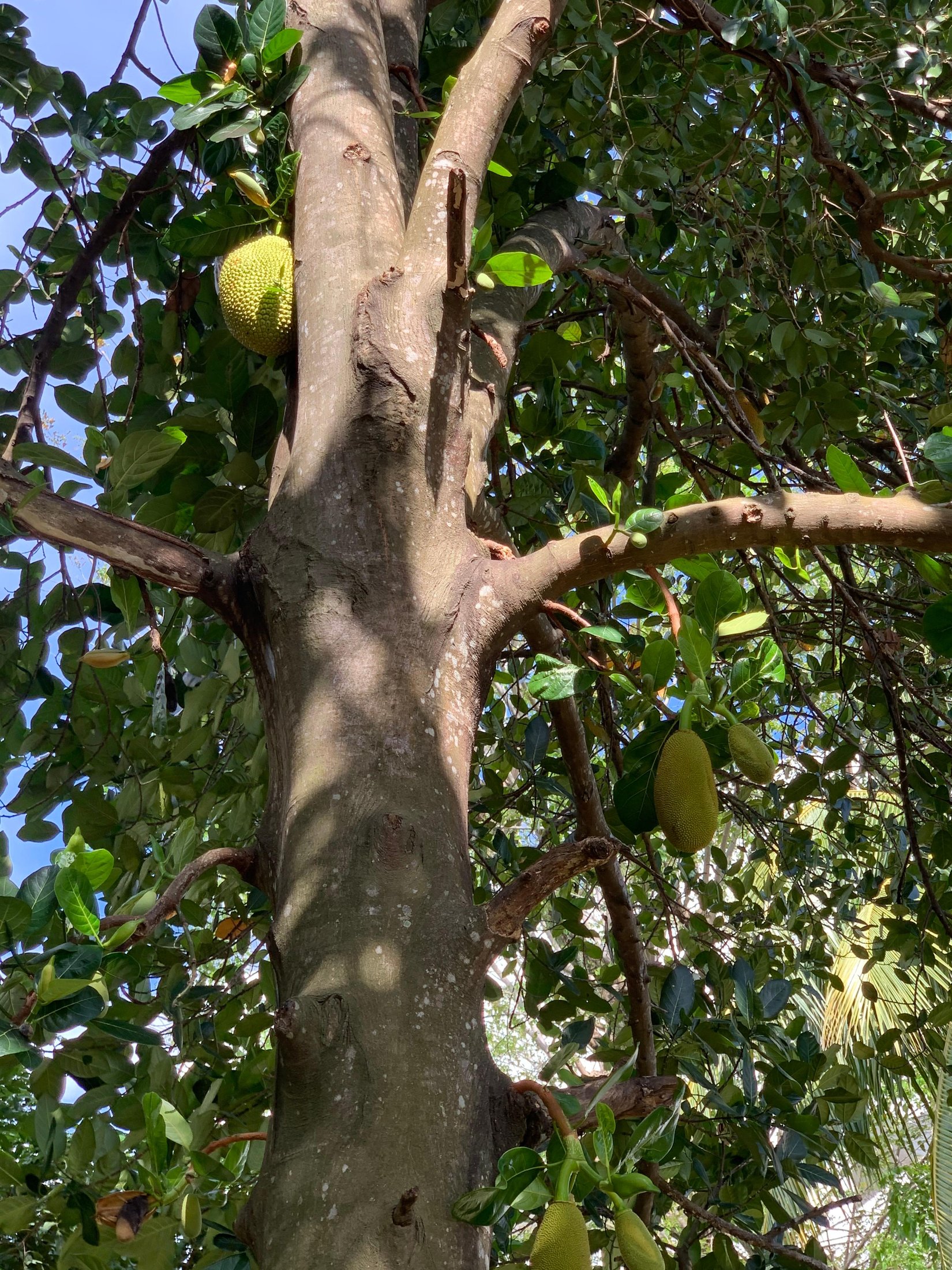 Our Residents of Nature