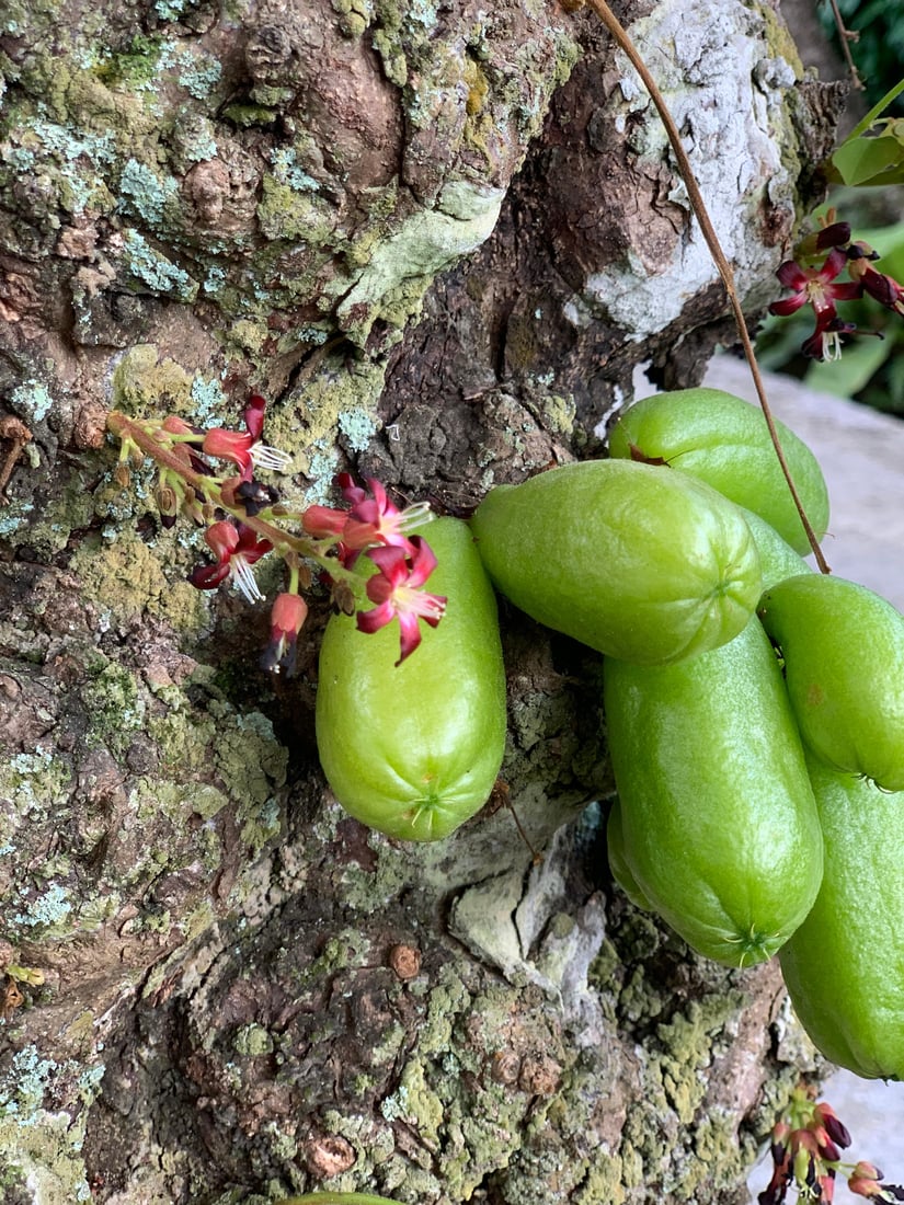 Our Residents of Nature